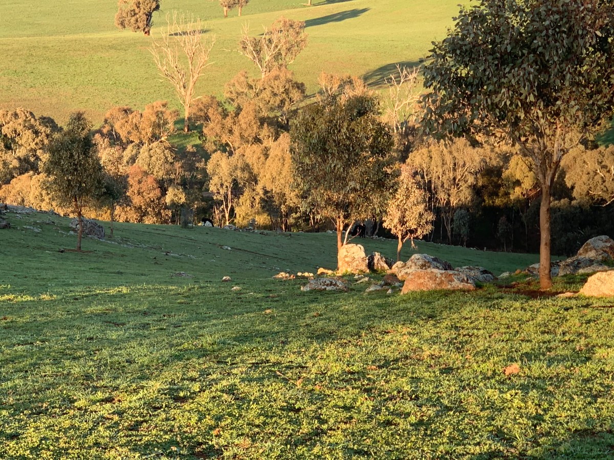 Why Scattered Paddock Trees? | Mid Lachlan Landcare