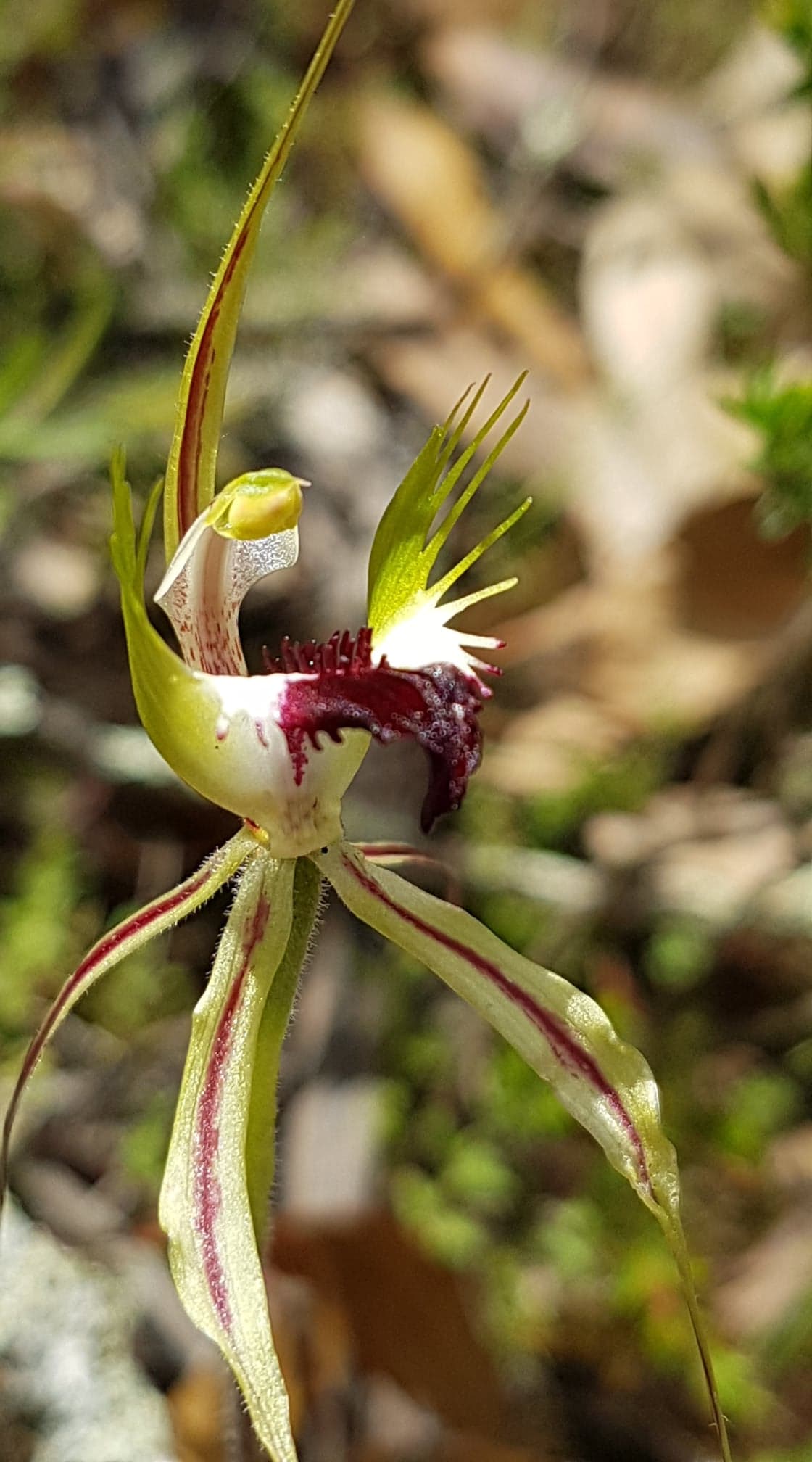 Operation Orchid Observation | Mid Lachlan Landcare
