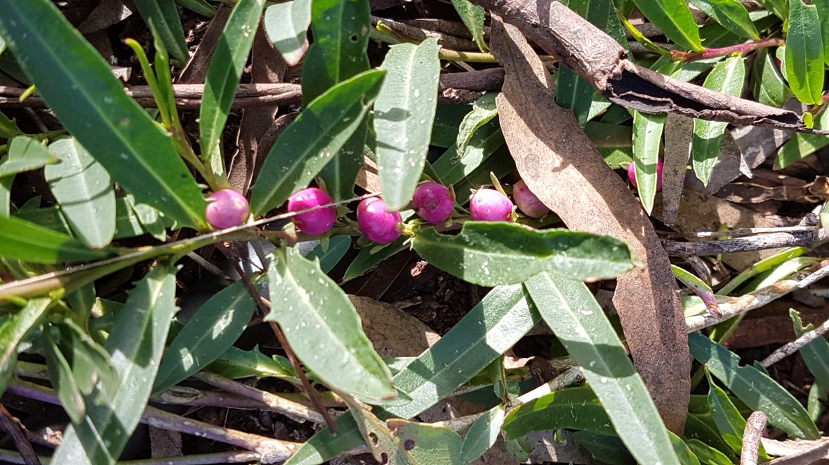 Community Purchase – Amulla or Winter Apple | Mid Lachlan Landcare