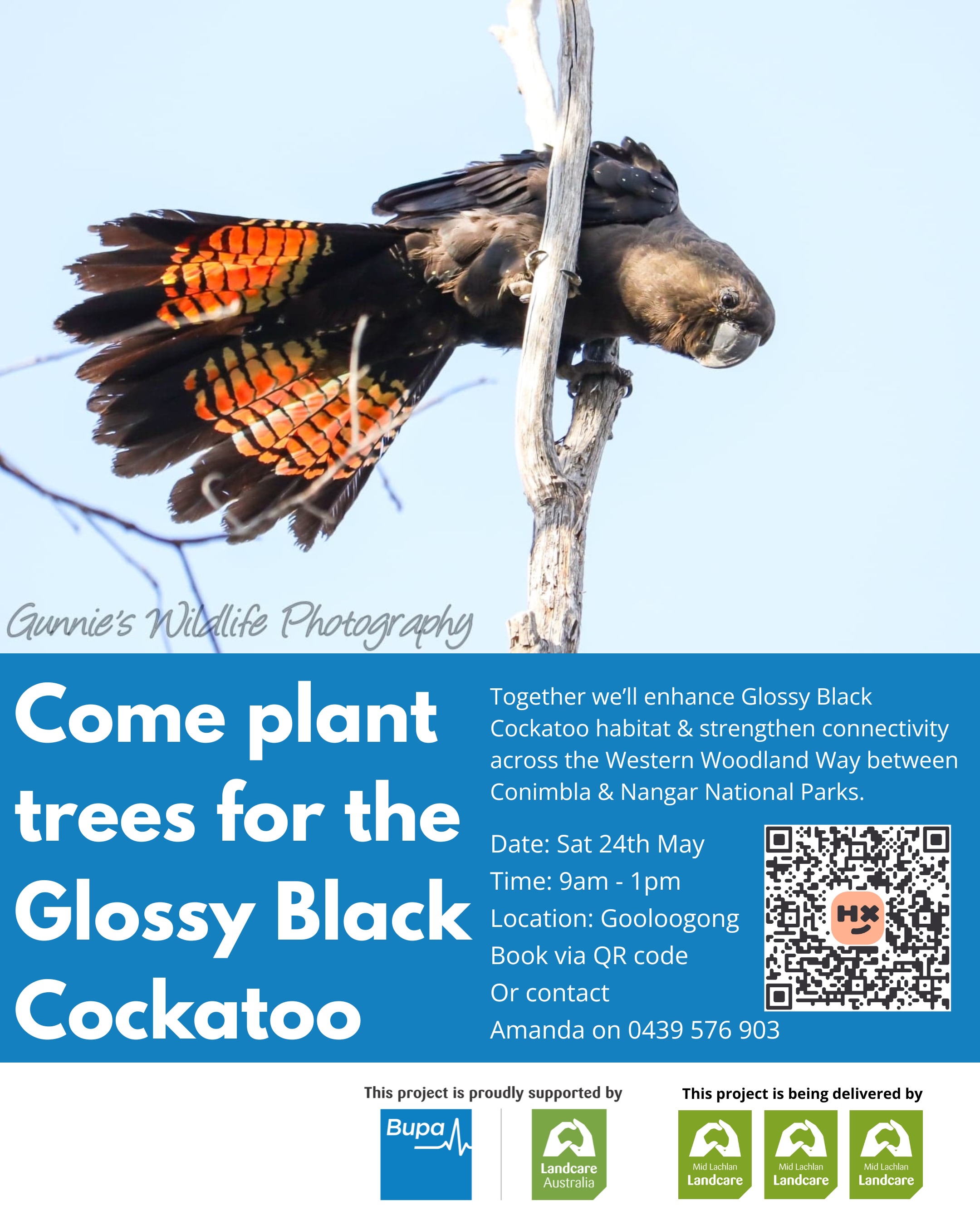 Planting a Tree or Two for the Glossy Black Cockatoo. | Mid Lachlan ...