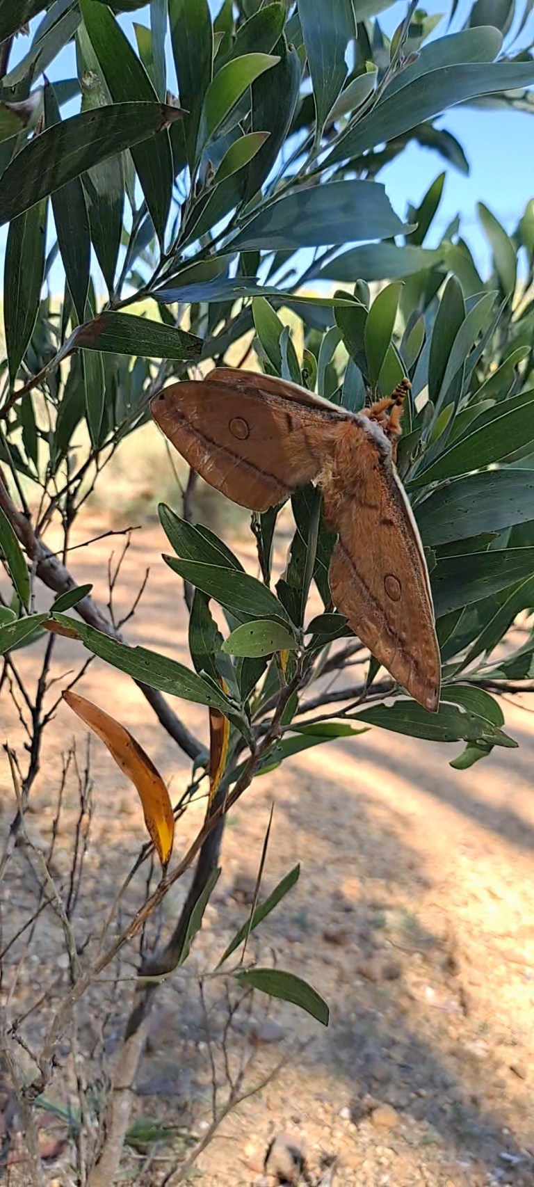 Life Around The Gum Tree: The Helena Gum Moth | Mid Lachlan Landcare